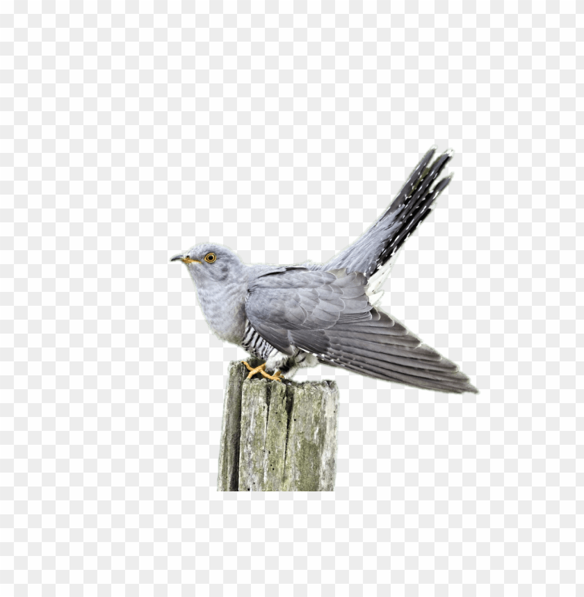 Free download | HD PNG cuckoo on a wooden pole | TOPpng