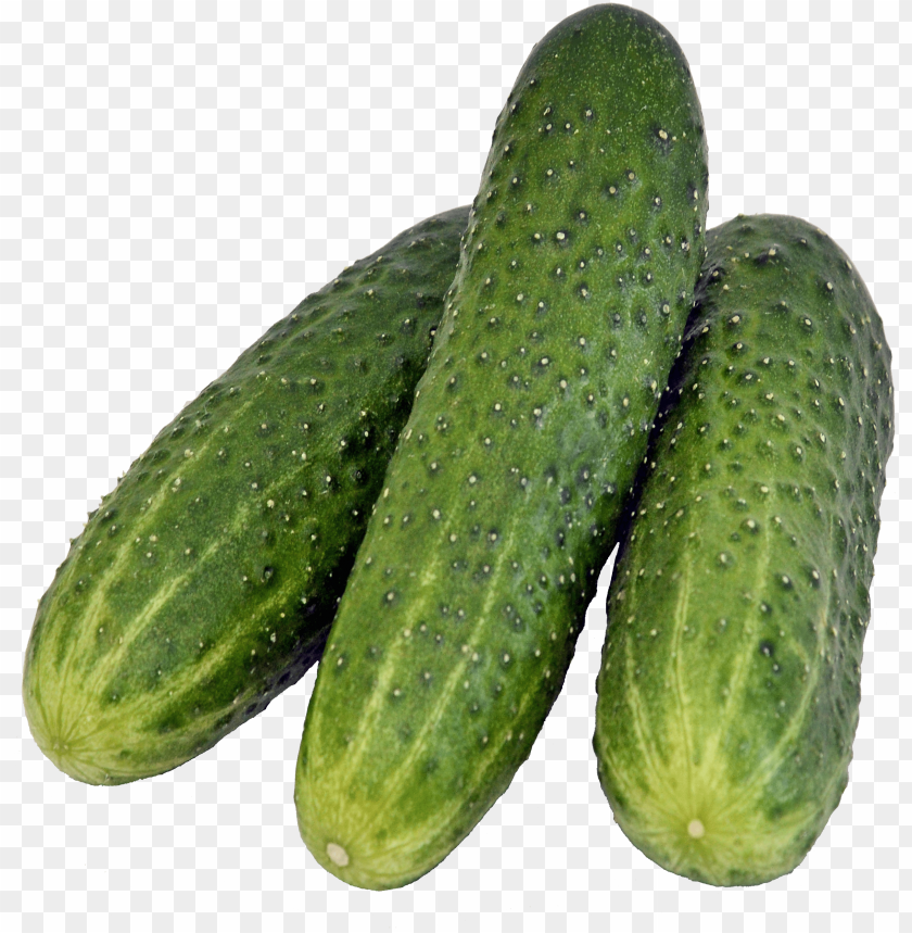 Free download | HD PNG three cucumbers with bumpy green skin png PNG ...