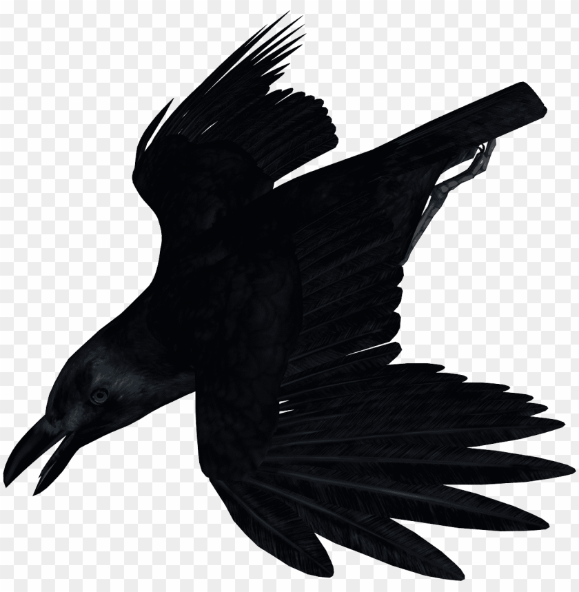 Free download | HD PNG cuervo dibujo sin fondo PNG transparent with Clear Background ID 83179 ...