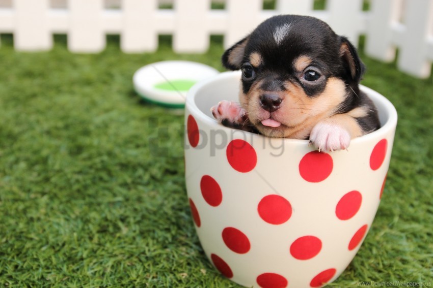 Free download | HD PNG cup dog puppy wallpaper background best stock ...