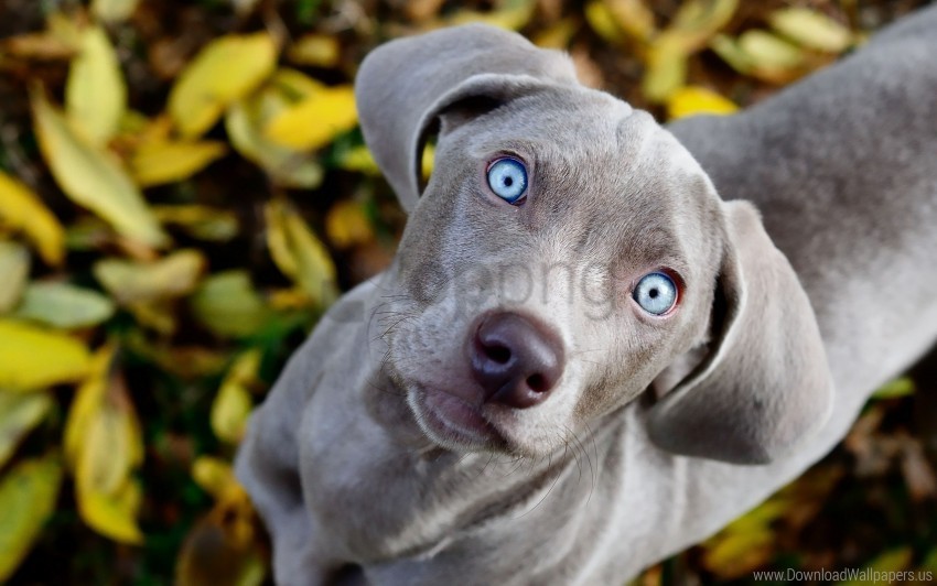 Free download | HD PNG curiosity dogs face look observe wallpaper background best stock photos ...