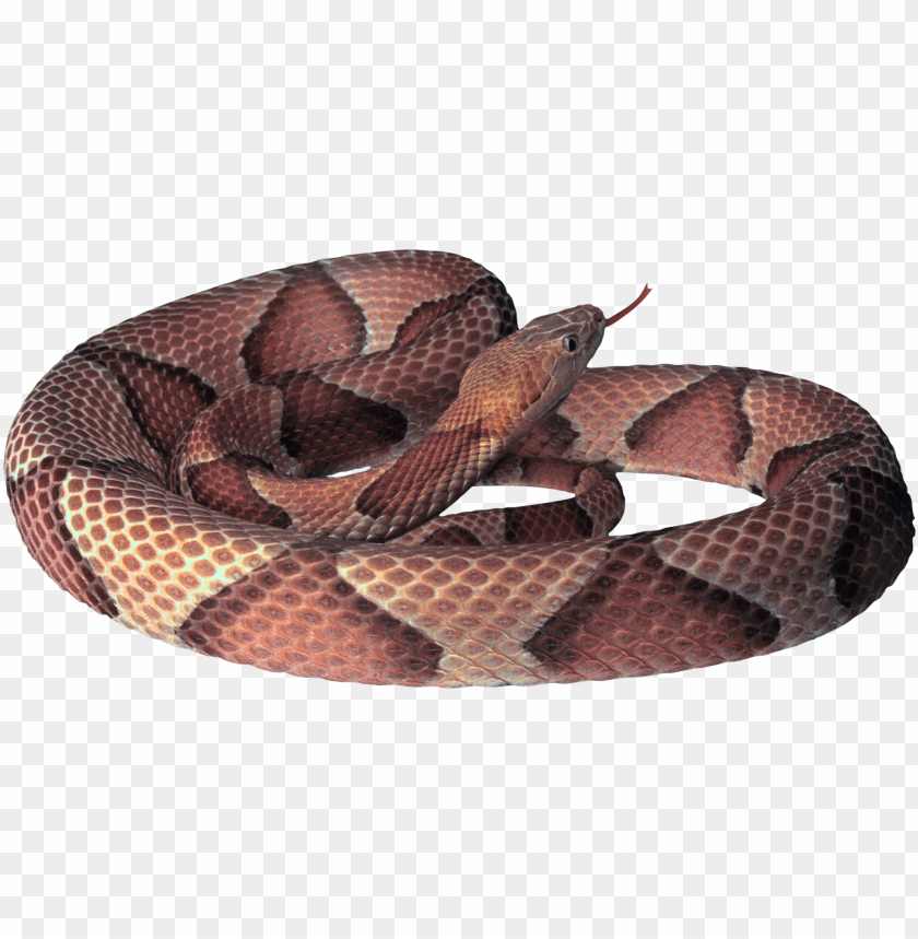 Free download | HD PNG coiled rattlesnake png | TOPpng