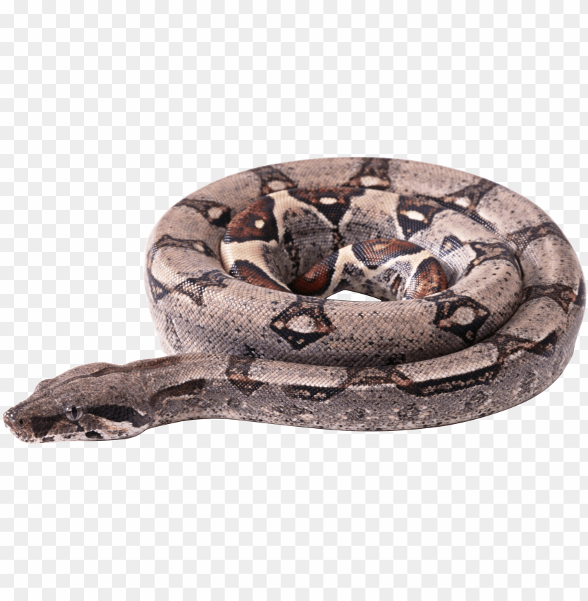 Free download | HD PNG coiled python with brown pattern png | TOPpng