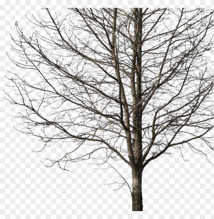 Free download | HD PNG cut out tree PNG transparent with Clear ...