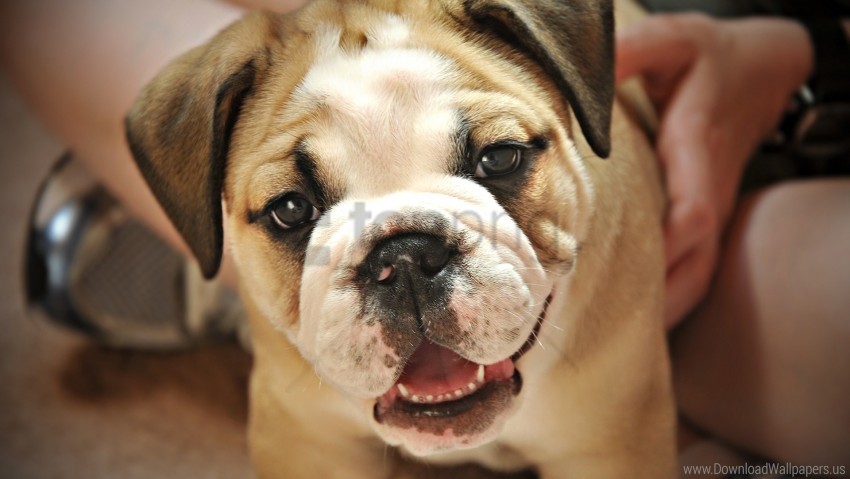 Free download | HD PNG cute dog face little puppy wallpaper background ...