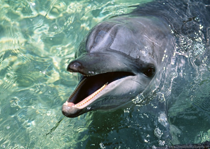 Free download | HD PNG cute dolphin face playful sleek water wallpaper ...