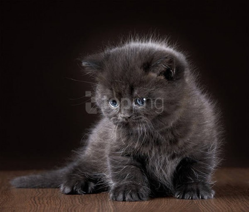 Free download | HD PNG cute grey kitten 4k background best stock photos ...