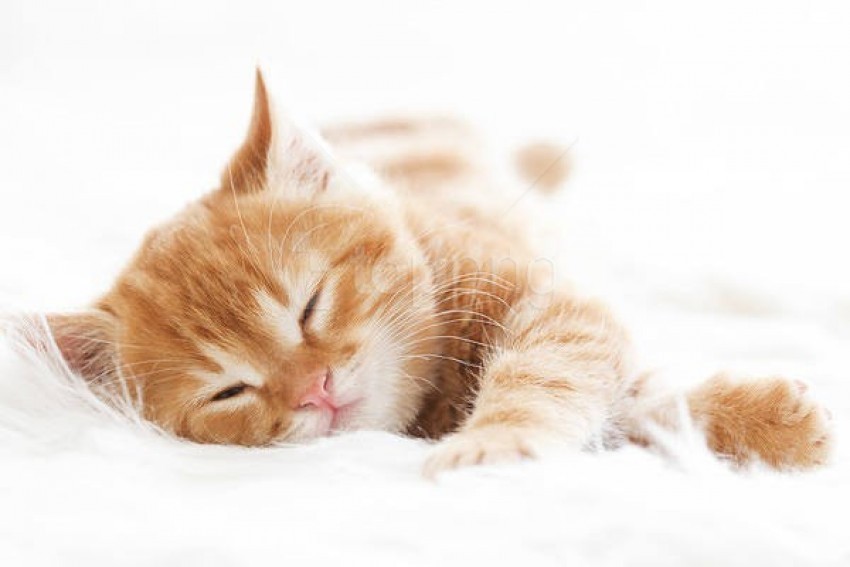 Free download | HD PNG cute kitten 4k wallpaper background best stock ...