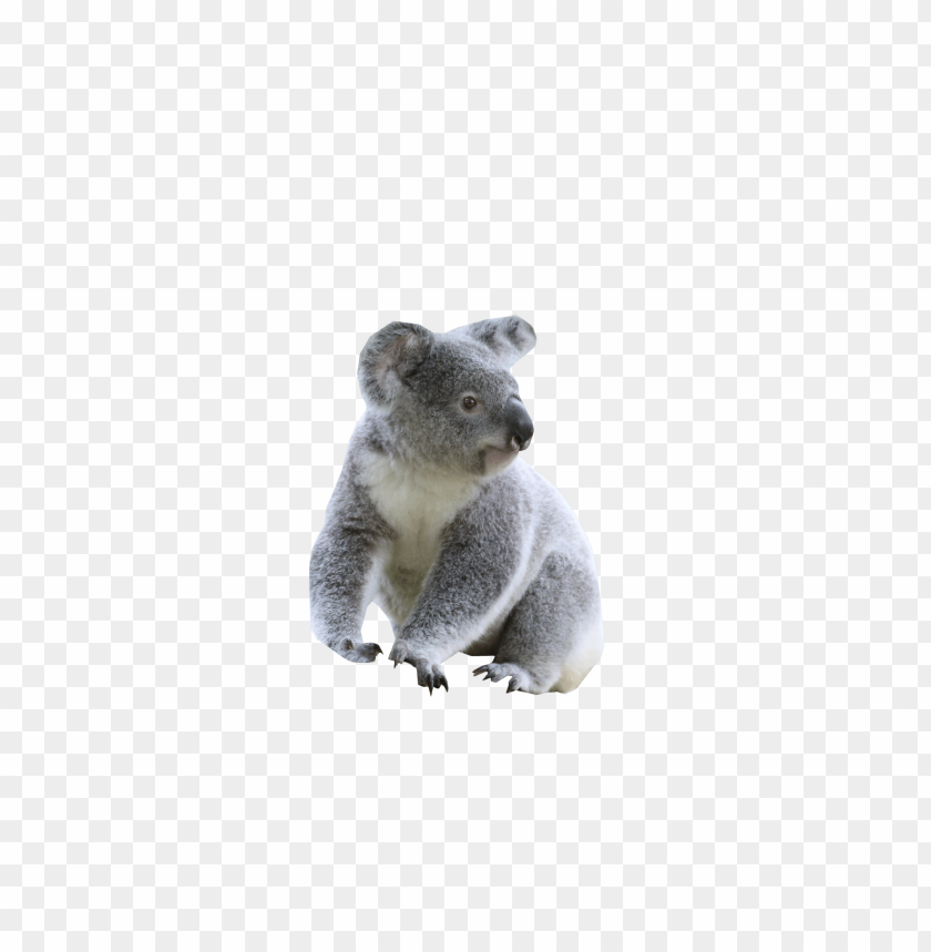 2000 X 2418 5 Koala Flashcard cutout PNG & clipart images | TOPpng