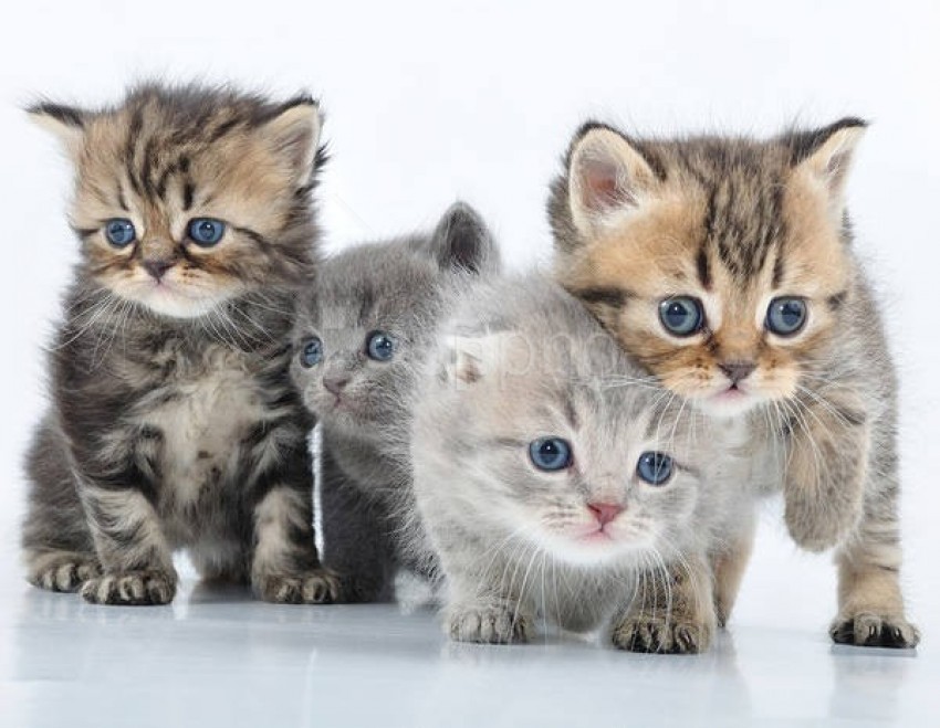 Free download | HD PNG cute little cats 4k background best stock photos ...
