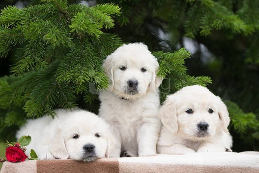 Free download | HD PNG cute little puppies 4k background best stock ...