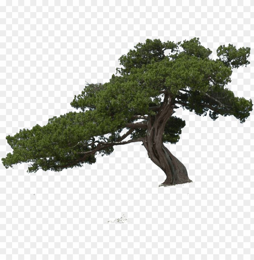 Free download | HD PNG cutout tree pond pine PNG transparent with Clear ...