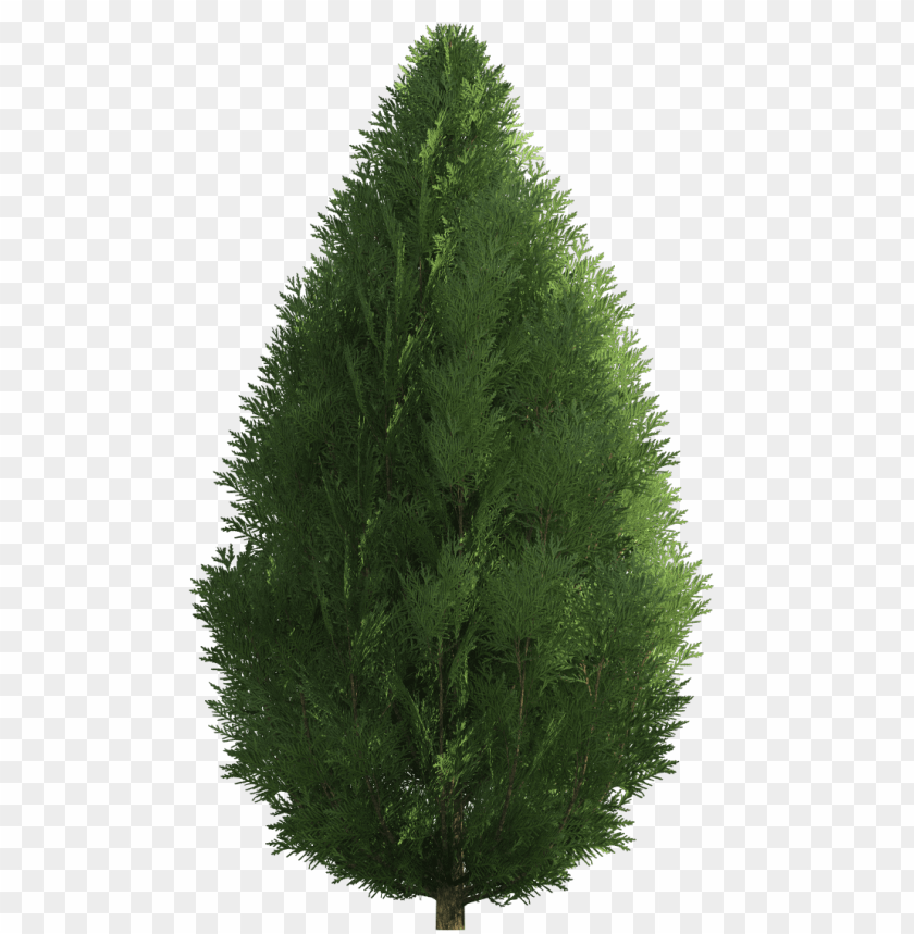 Free download | HD PNG cypress tree tall and green png clipart png ...