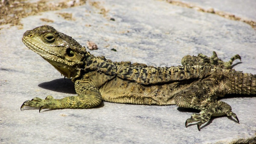 Free download | HD PNG cyprus lizard reptile wallpaper background best ...