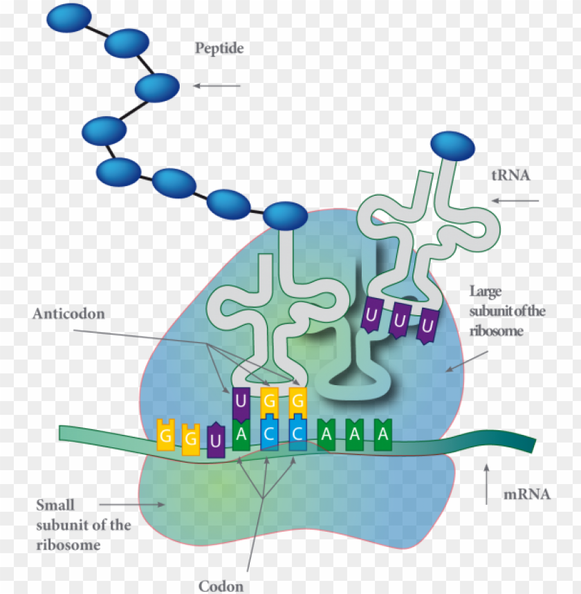 Free download | HD PNG cytoplasmic membrane PNG transparent with Clear ...