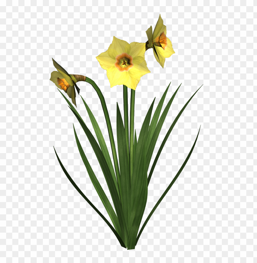 Free download | HD PNG PNG image of daffodils free with a clear ...