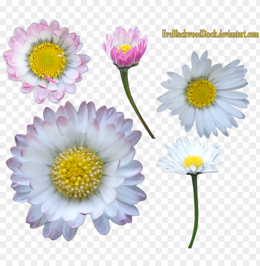 Free download | HD PNG daisy clipart transparent background portable ...