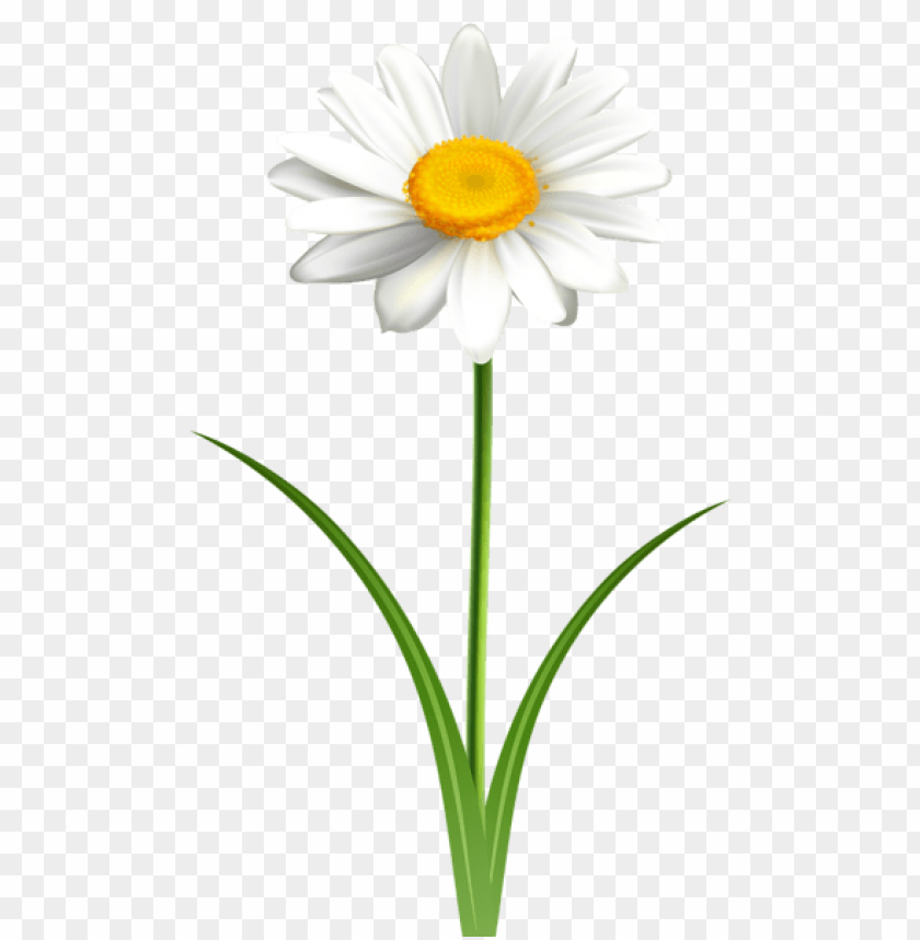 Free download | HD PNG PNG image of daisy flower transparent with a ...