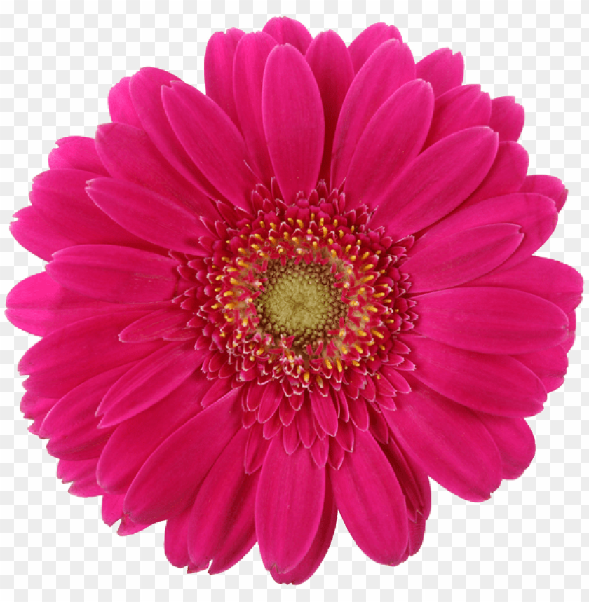 Free download | HD PNG daisy pink real daisy PNG transparent with Clear ...