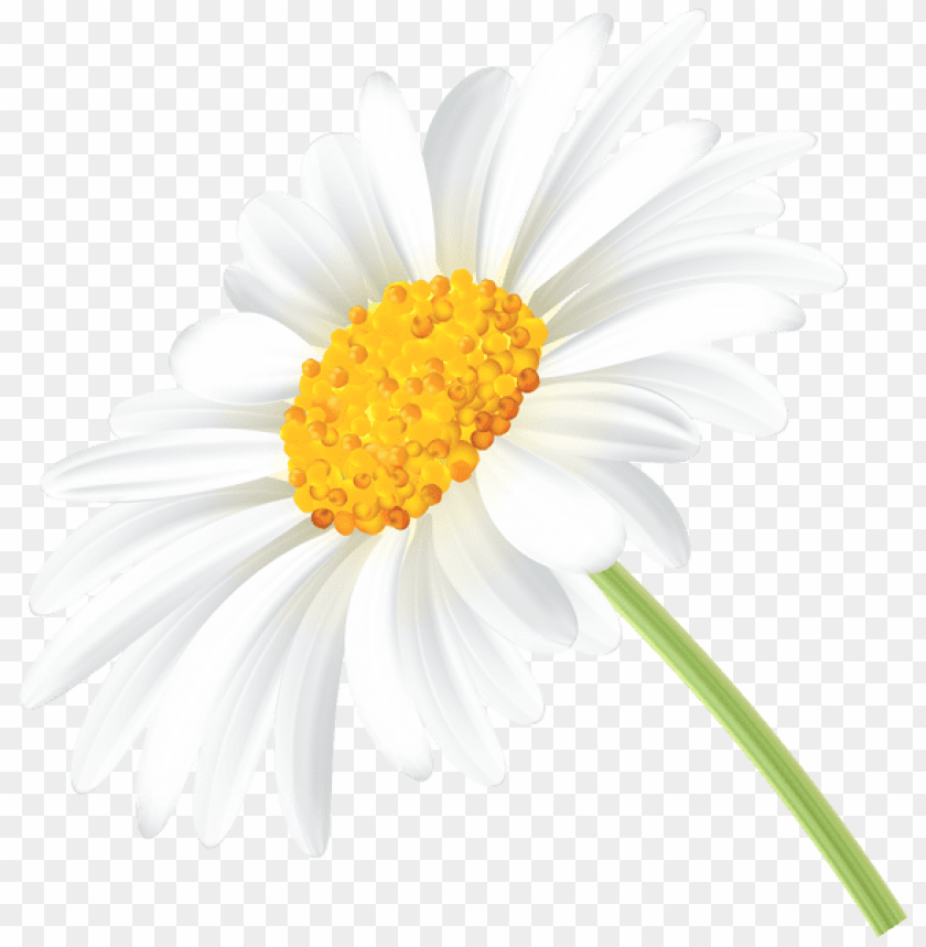 Free download | HD PNG PNG image of daisy transparent with a clear ...