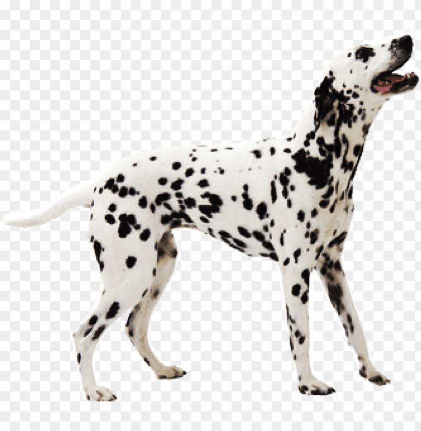 Free download | HD PNG dalmatian dalmatian transparent PNG transparent ...