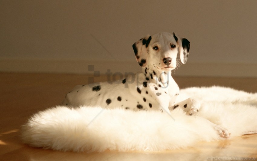 Free download | HD PNG dalmatians fur lie rug wallpaper background best ...