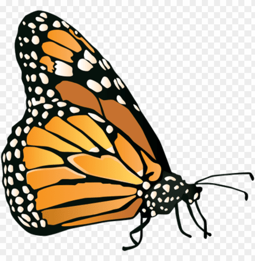 Free download | HD PNG danaus plexippus real butterfly vector PNG ...
