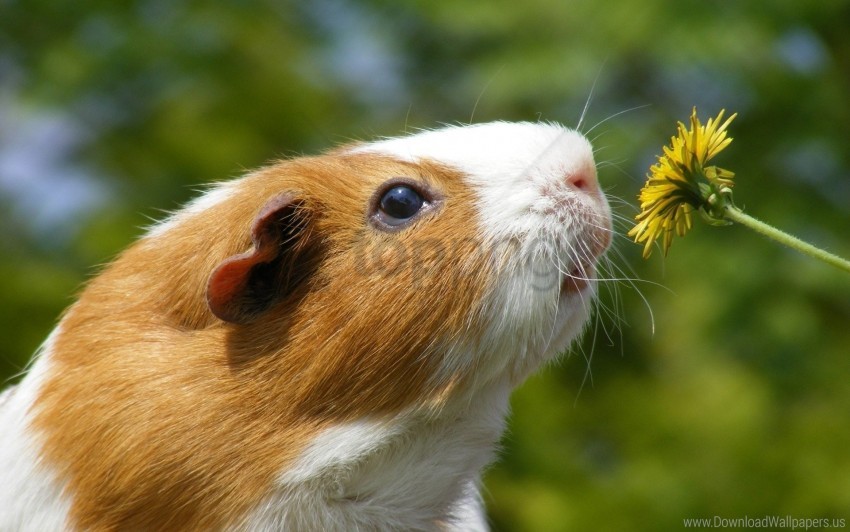 Free download | HD PNG dandelion face flower marine mumps wallpaper ...