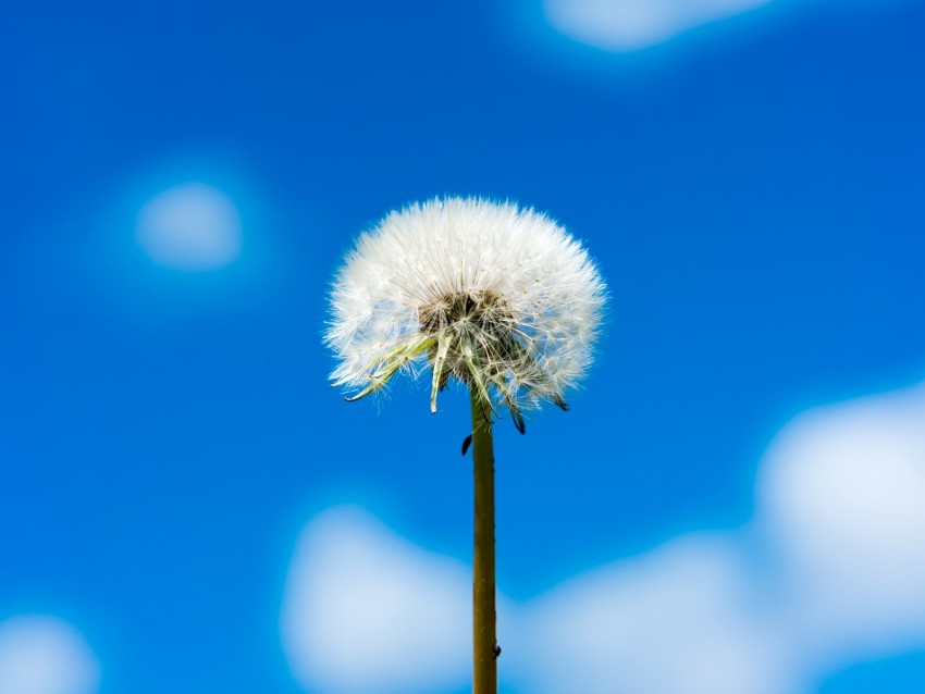 Free download | HD PNG dandelion flower fluff sky clouds 4k wallpaper ...