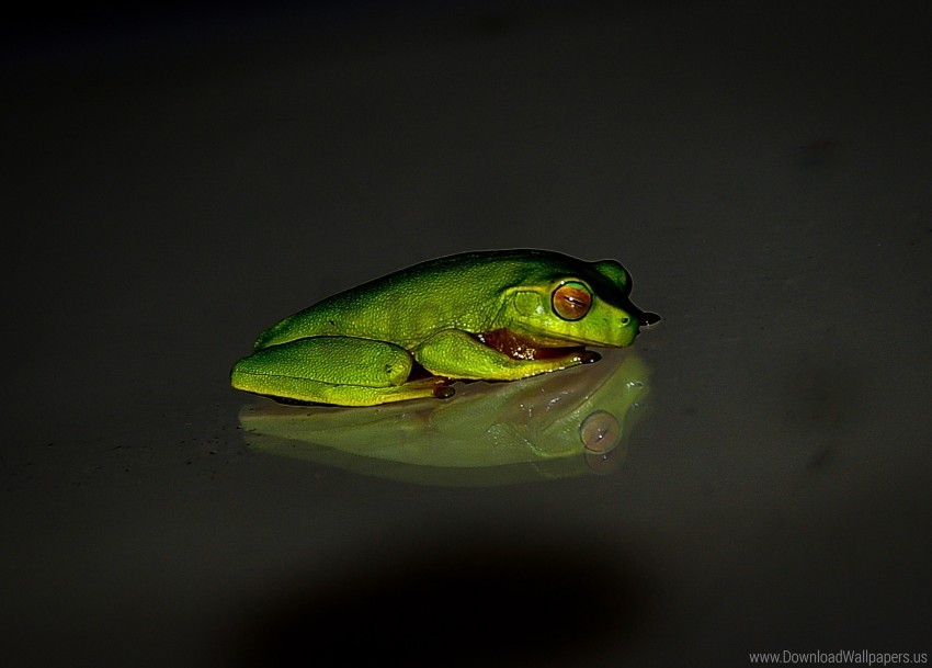 Free download | HD PNG dark background frog reflection wallpaper ...