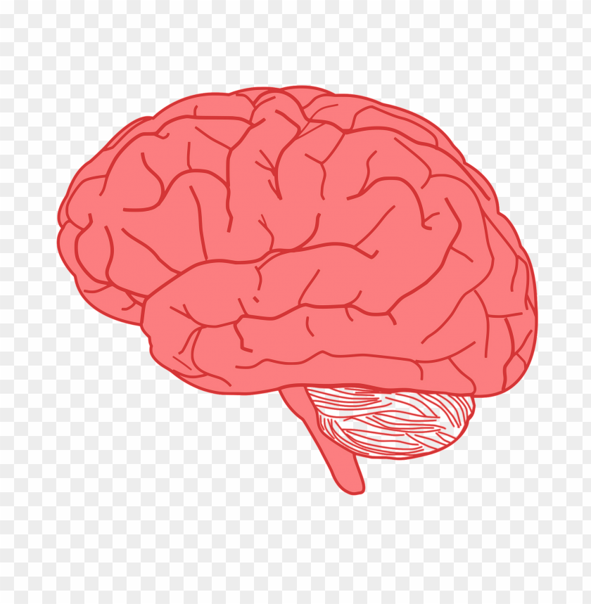 Free download | HD PNG dark pink brain PNG transparent with Clear ...