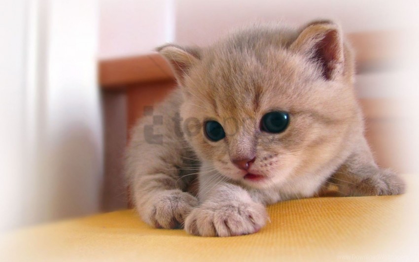 Free download | HD PNG darling kitten look wallpaper background best ...