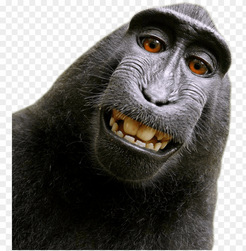 Free download | HD PNG david slater monkey PNG transparent with Clear ...