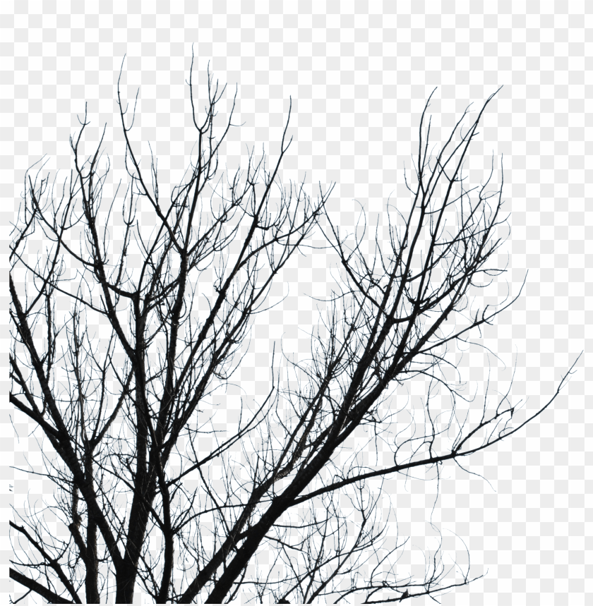 Free download | HD PNG dead tree branches transparent PNG transparent ...