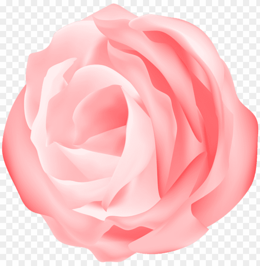 Free download | HD PNG PNG image of decorative rose peach transparent ...
