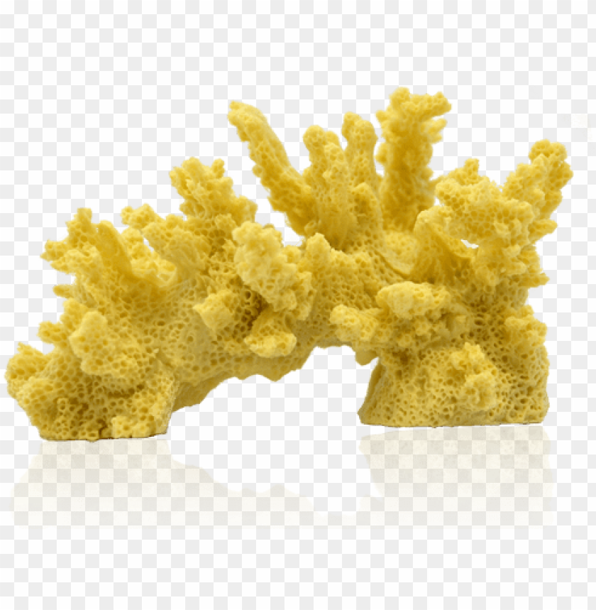 Coral Reef Png Clipart Black And White Stock Coral Reef Vector Free ...