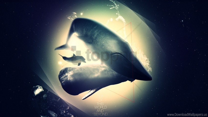 Free download | HD PNG deep dolphin light shadow whale wallpaper ...