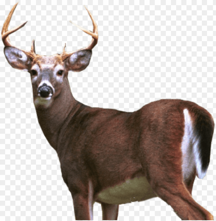Free download | HD PNG deer with short antlers standing straight png ...
