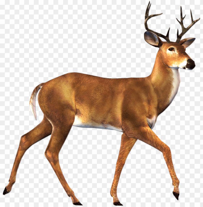 Free download | HD PNG buck with large antlers standing tall png | TOPpng