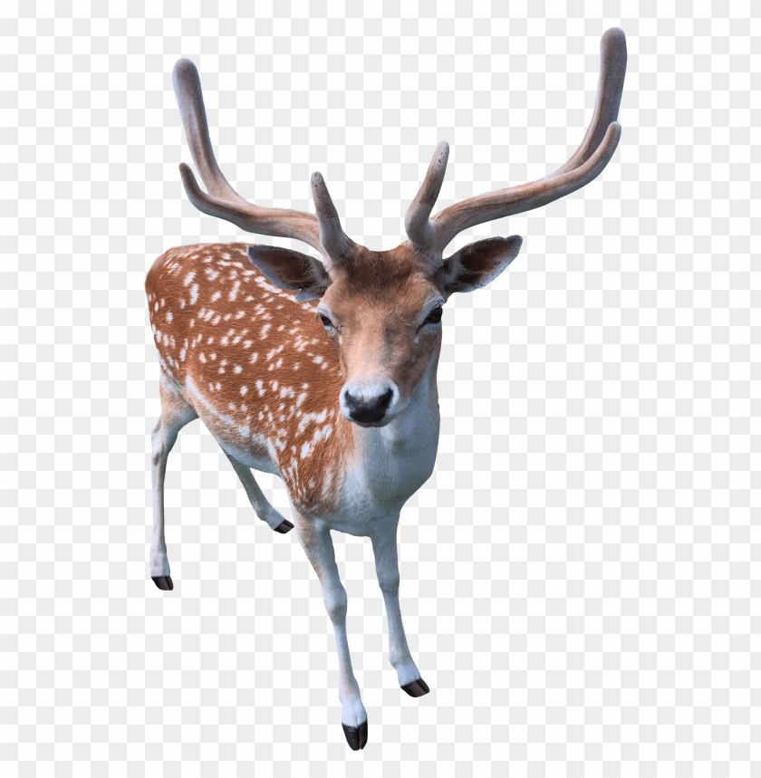 Free download | HD PNG deer standing with antlers png | TOPpng