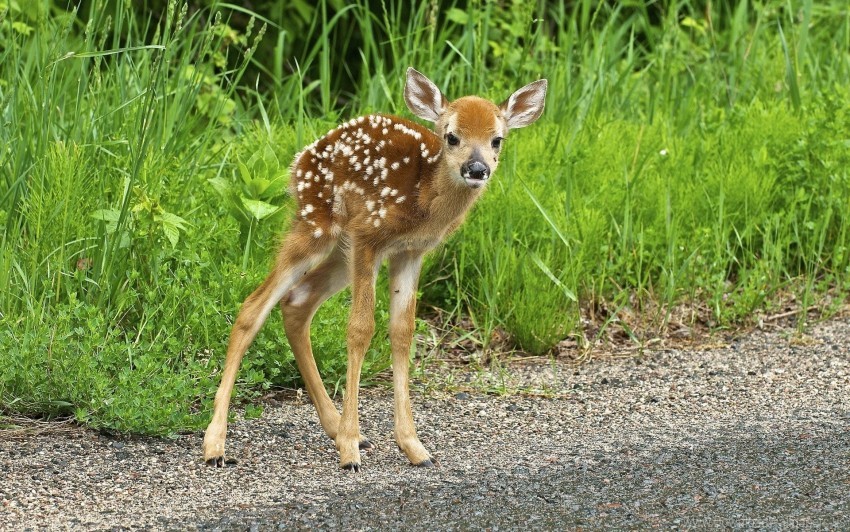 Free download | HD PNG deer fear grass path wallpaper background best ...
