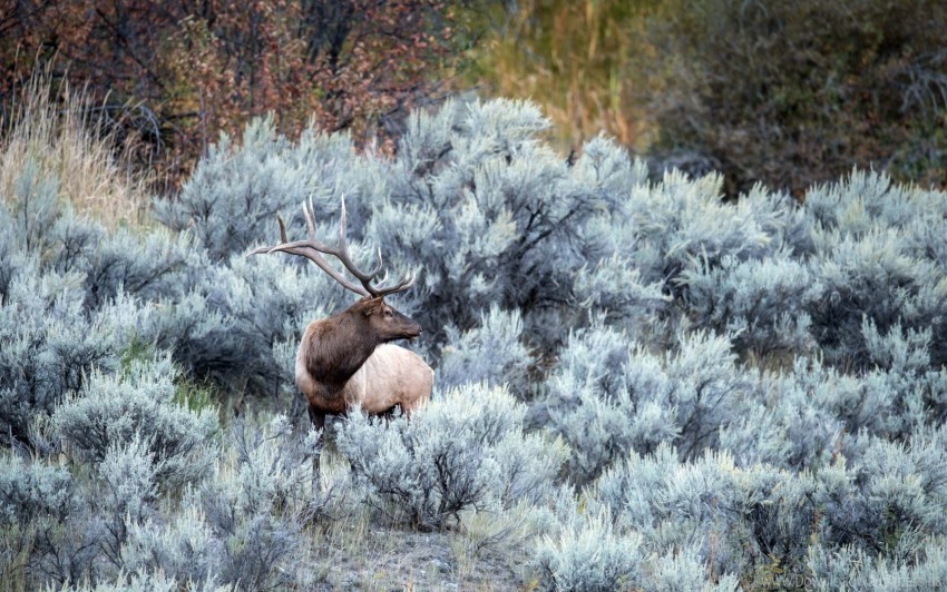 Free download | HD PNG deer forest frost horns wallpaper background ...
