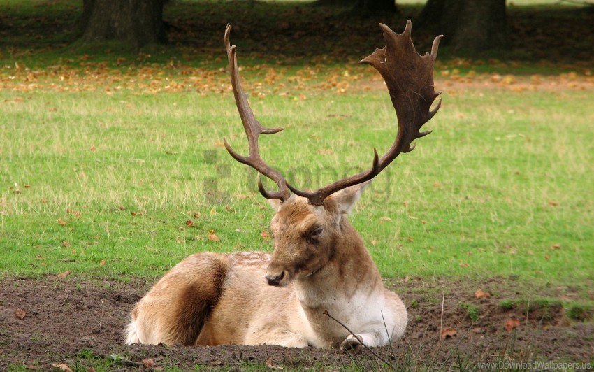 Free download | HD PNG deer grass horns wood wallpaper background best ...