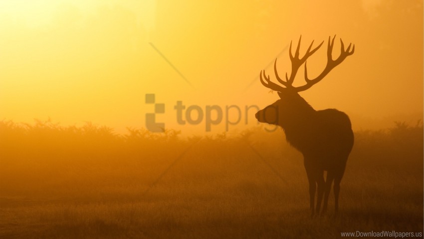 Free download | HD PNG deer mist shadow sunrise wallpaper background ...