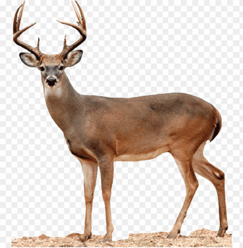 Free download | HD PNG deer png PNG transparent with Clear Background ...