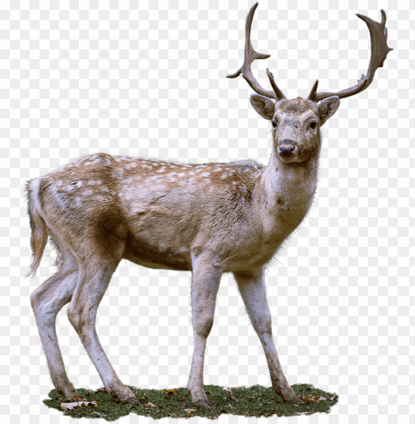 Free download | HD PNG deer png PNG transparent with Clear Background ...