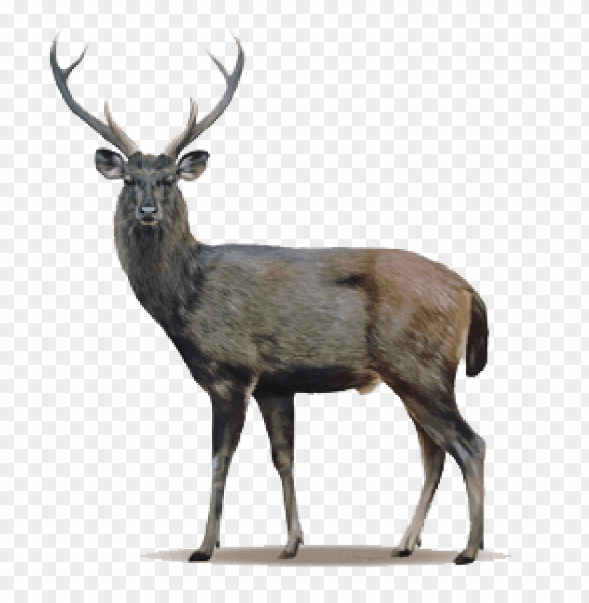 Free download | HD PNG deer png PNG transparent with Clear Background ...