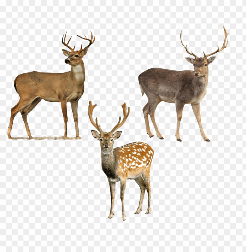 Free download | HD PNG deer png PNG transparent with Clear Background ...