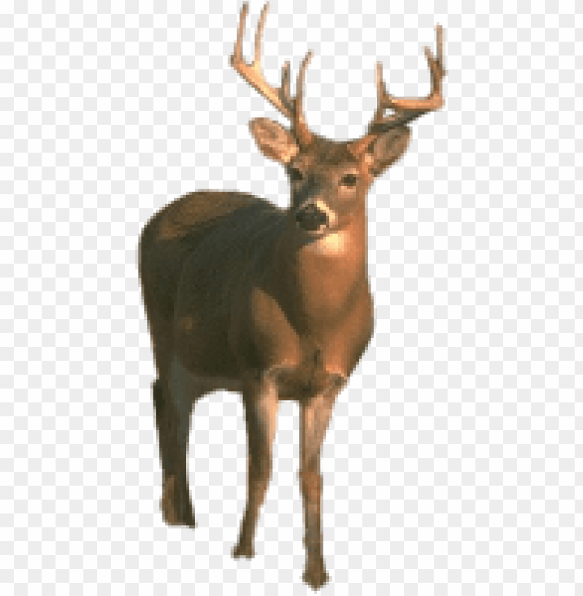Free download | HD PNG deer png PNG transparent with Clear Background ...