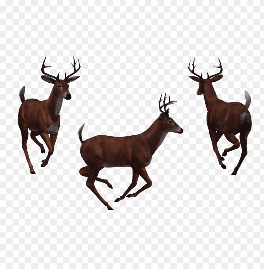 Free download | HD PNG deer png PNG transparent with Clear Background ...